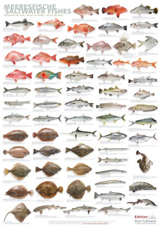 Warenkundeposter Meeresfische DIN A1 – Port Culinaire