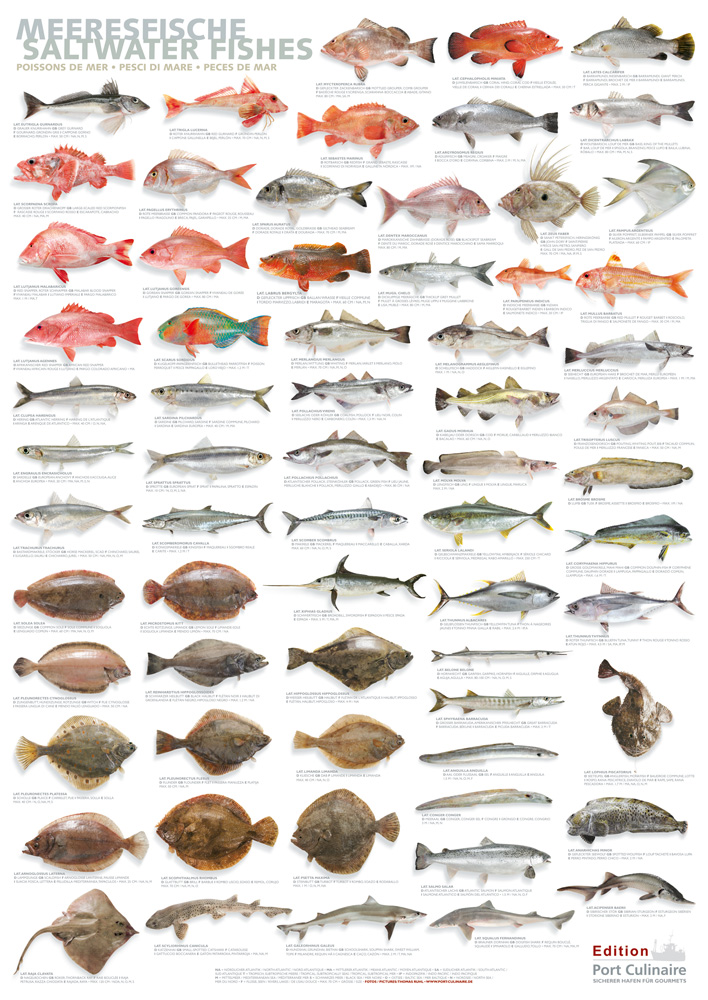 Warenkundeposter Meeresfische DIN A1 – Port Culinaire
