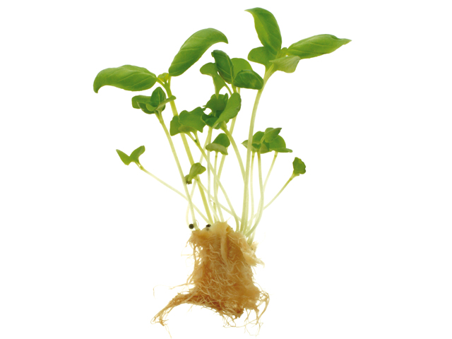 Sprossen und Kressen – Port Culinaire