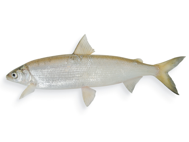 Süßwasserfische – Port Culinaire