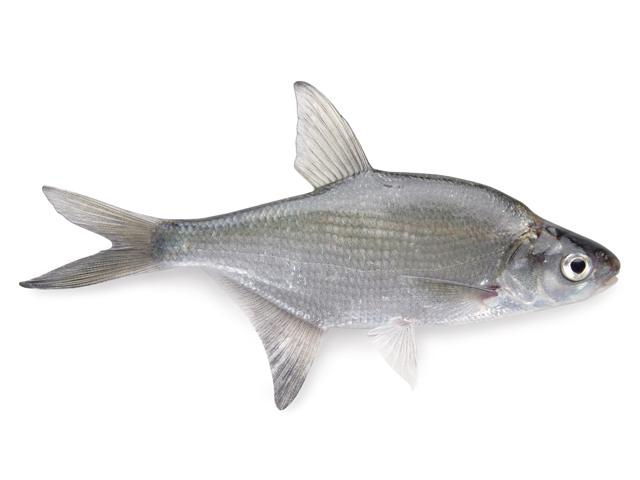 Süßwasserfische – Port Culinaire