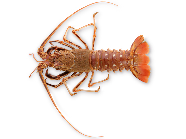 Krusten- und Weichtiere – Port Culinaire GmbH